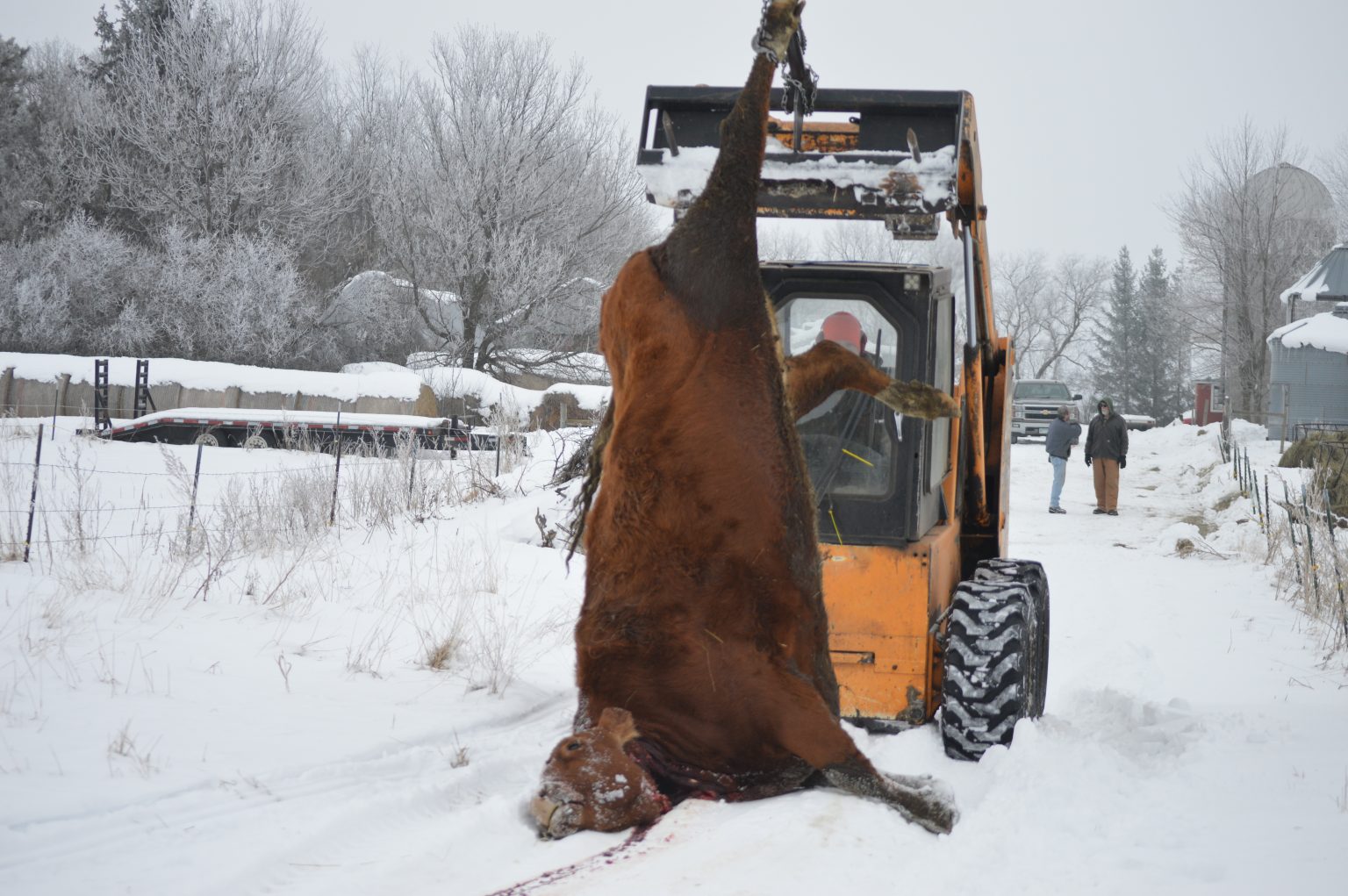 How To Butcher Beef - Home Butcher Guide