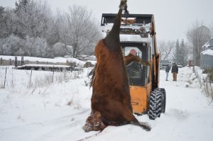 How To Butcher Beef - Home Butcher Guide
