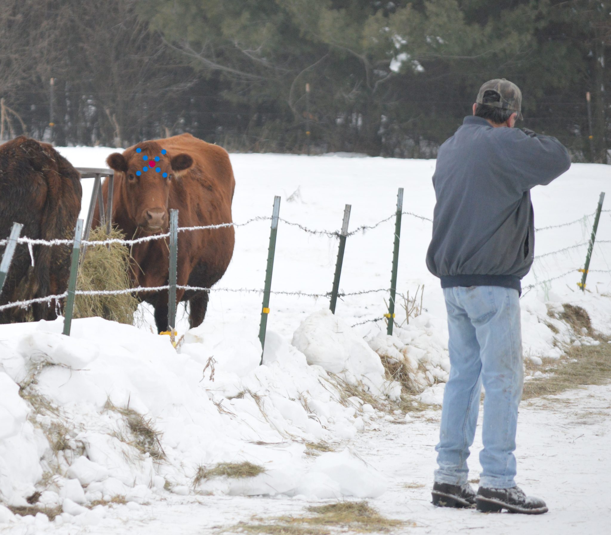 How To Butcher Beef - Home Butcher Guide